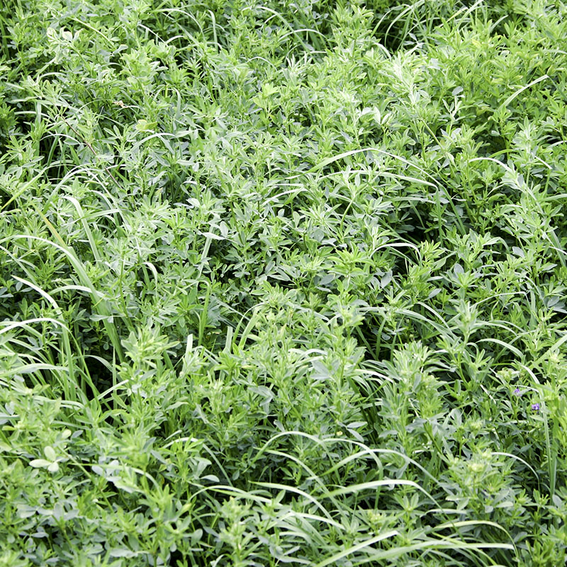 (On Backorder) Persist Orchard Grass Seed | Seed World