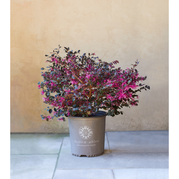 Bloomables Loropetalum Plant - 2 Gallon | Seed World