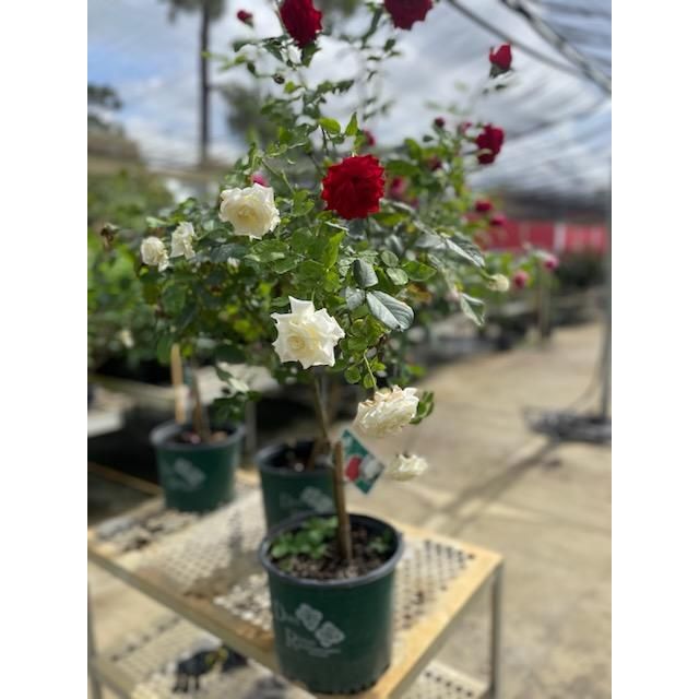 Duet Rose Tree - 3 Gallon | Seed World