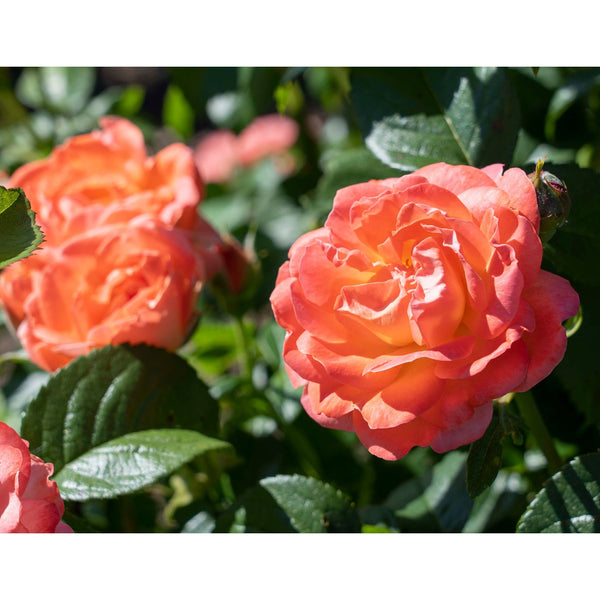 Knock Out Orange Glow Rose Plant - 2 Gallon | Seed World
