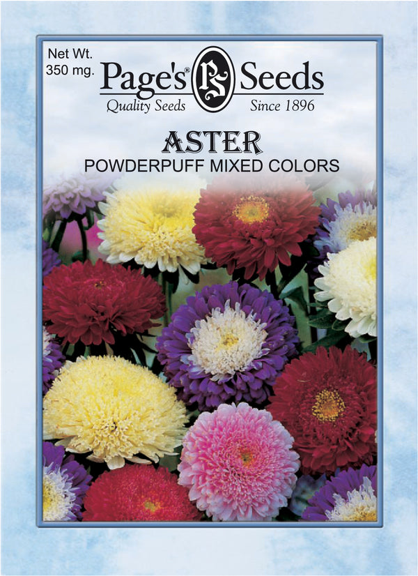 Aster Powderpuff Seeds - 1 Packet | Seed World