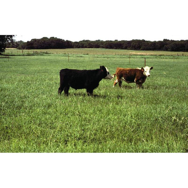 Bermuda Grass For Pasture | Seed World