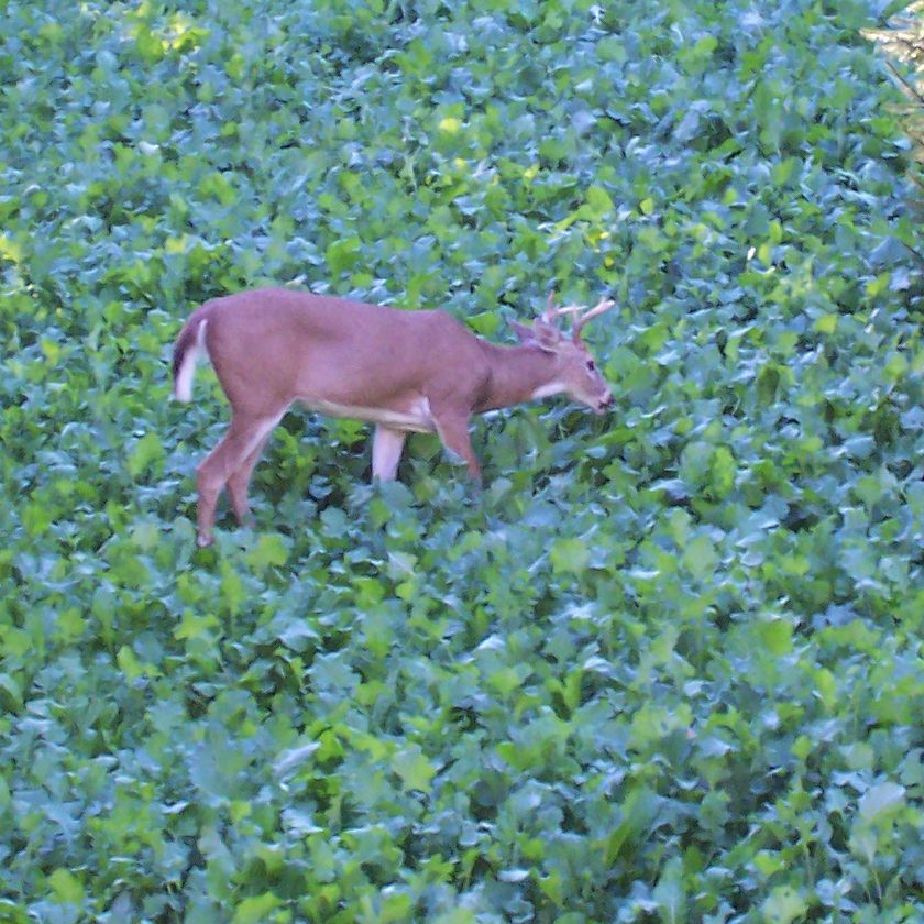 Seed World - Grass Seed, Food Plot Seed, Gardening, Lawn, Pest Control