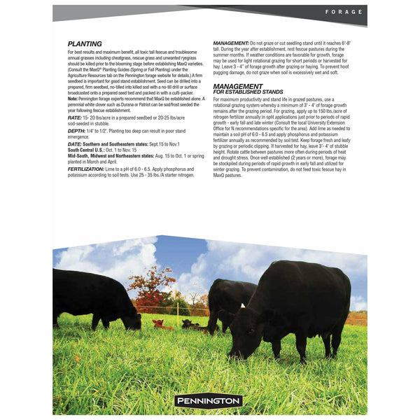 MaxQ Jesup Forage Tall Fescue Grass Seed | Seed World