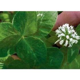 Clover Seed Catalog | Seed World