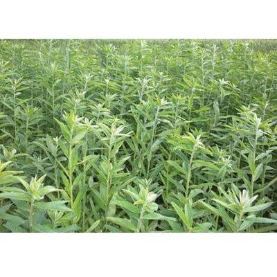 Tecomate Food Plot Seed | Seed World