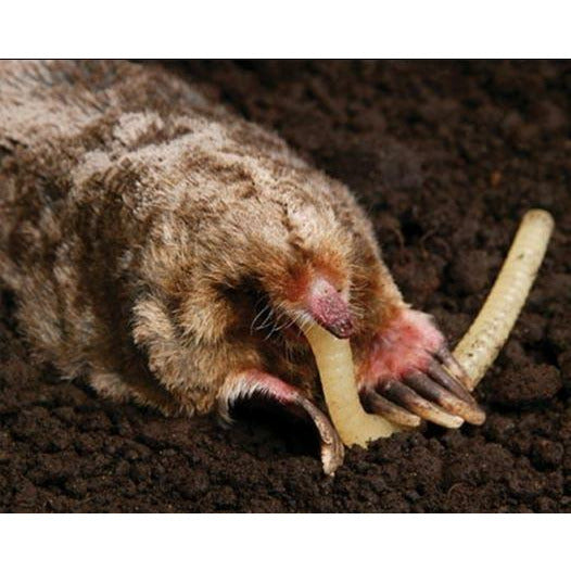 Talpirid Mole Trap - 20 Worms | Seed World