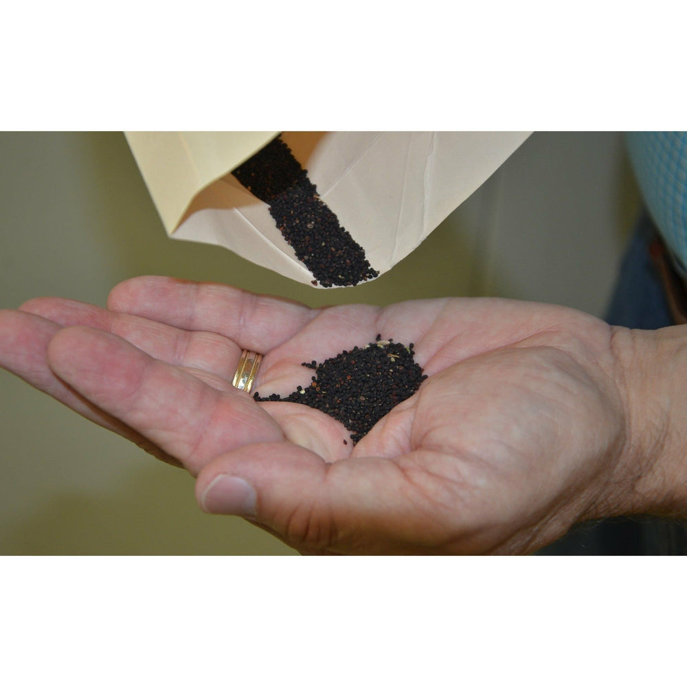 Clover Seed Catalog | Seed World