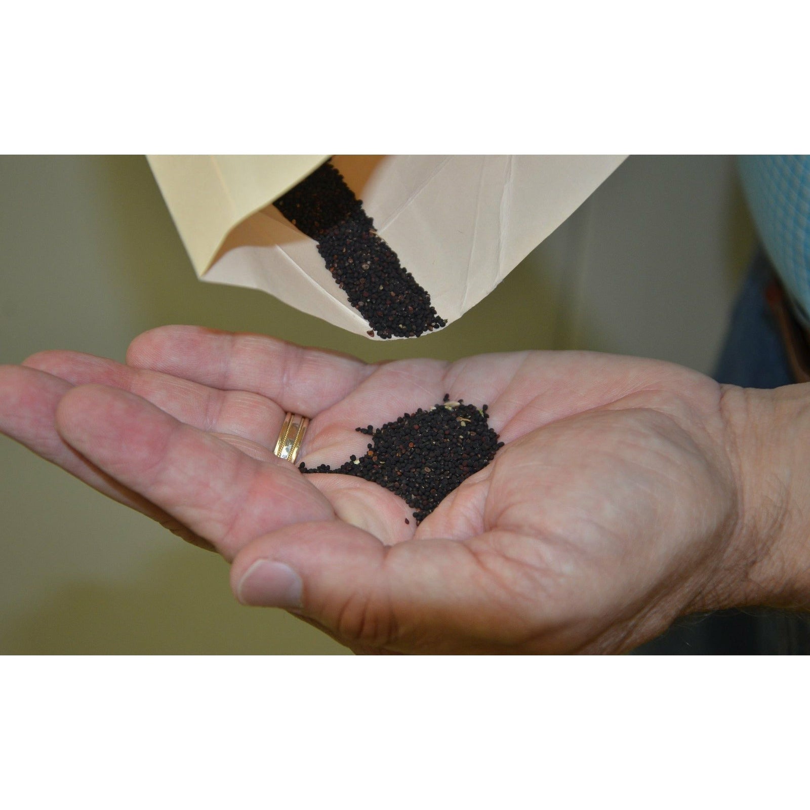 Clover Seed Catalog | Seed World