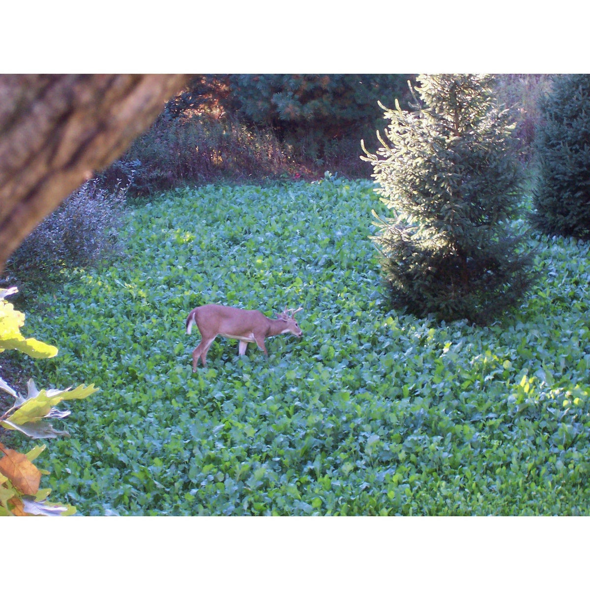 Pennington Fall Deer Food Plot Mix Seeds - Rackmaster Food Plot Seed ...