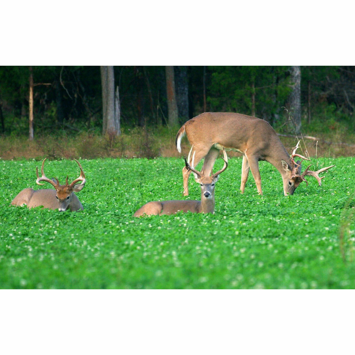 Imperial Whitetail Clover (Perennial) Seed | Seed World
