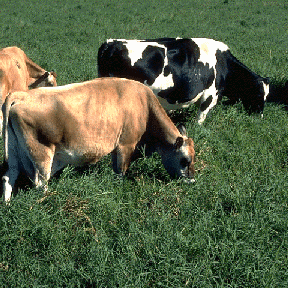 Bermuda Grass For Pasture | Seed World