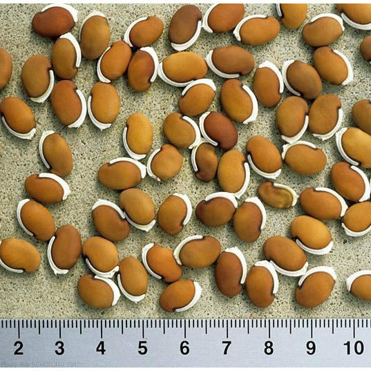 Tecomate Rongai LabLab Food Plot Seed - 40 Lbs. | Seed World