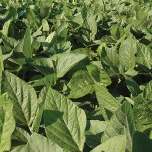 Laredo Soybean Seed | Seed World