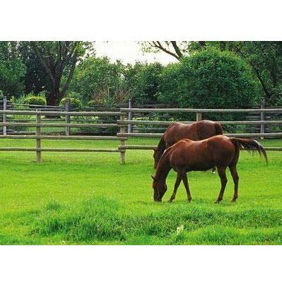 Bermuda Grass For Pasture | Seed World