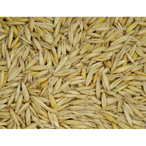 Oats Seed | Seed World