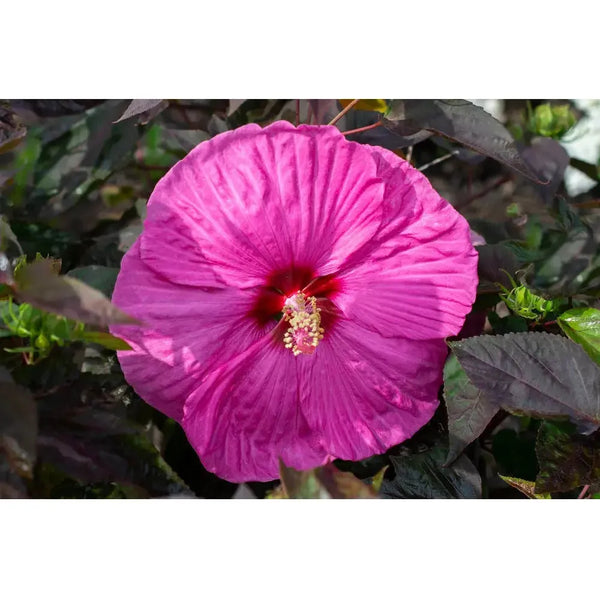 (Backorder Spring 2025) Bloomables Head Over Heels Pink Hibiscus Plant ...