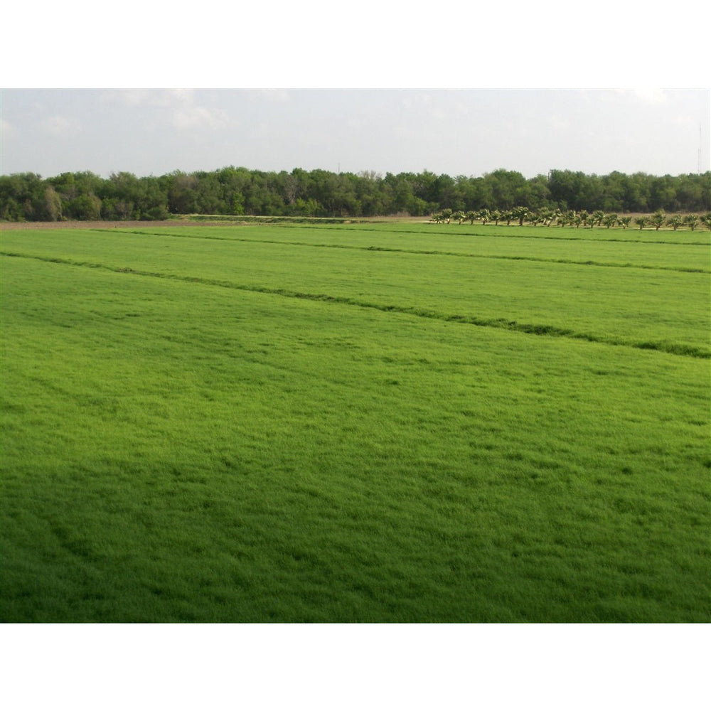 Blackjack II Maya Turf Bermuda Grass Seed | Seed World