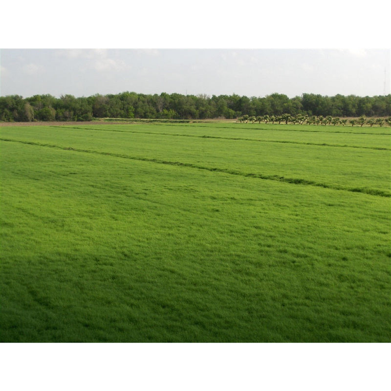 Bermuda Grass For Pasture | Seed World