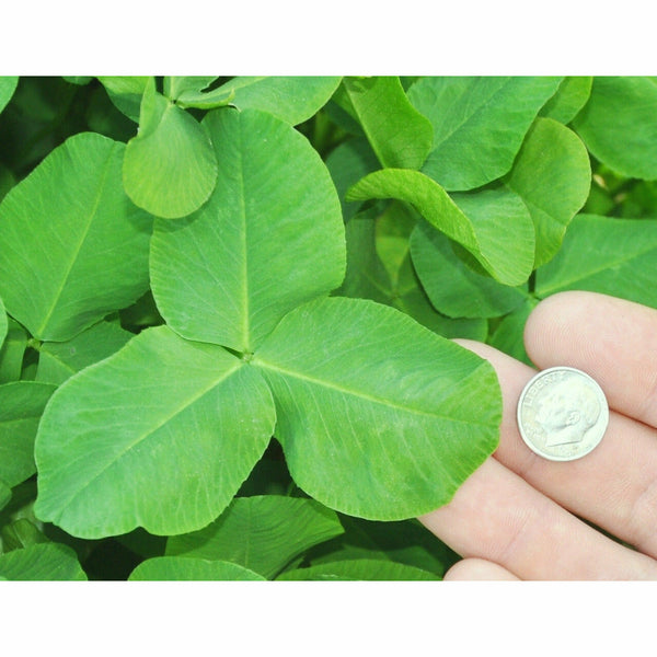 Imperial Whitetail Clover (Perennial) Seed | Seed World