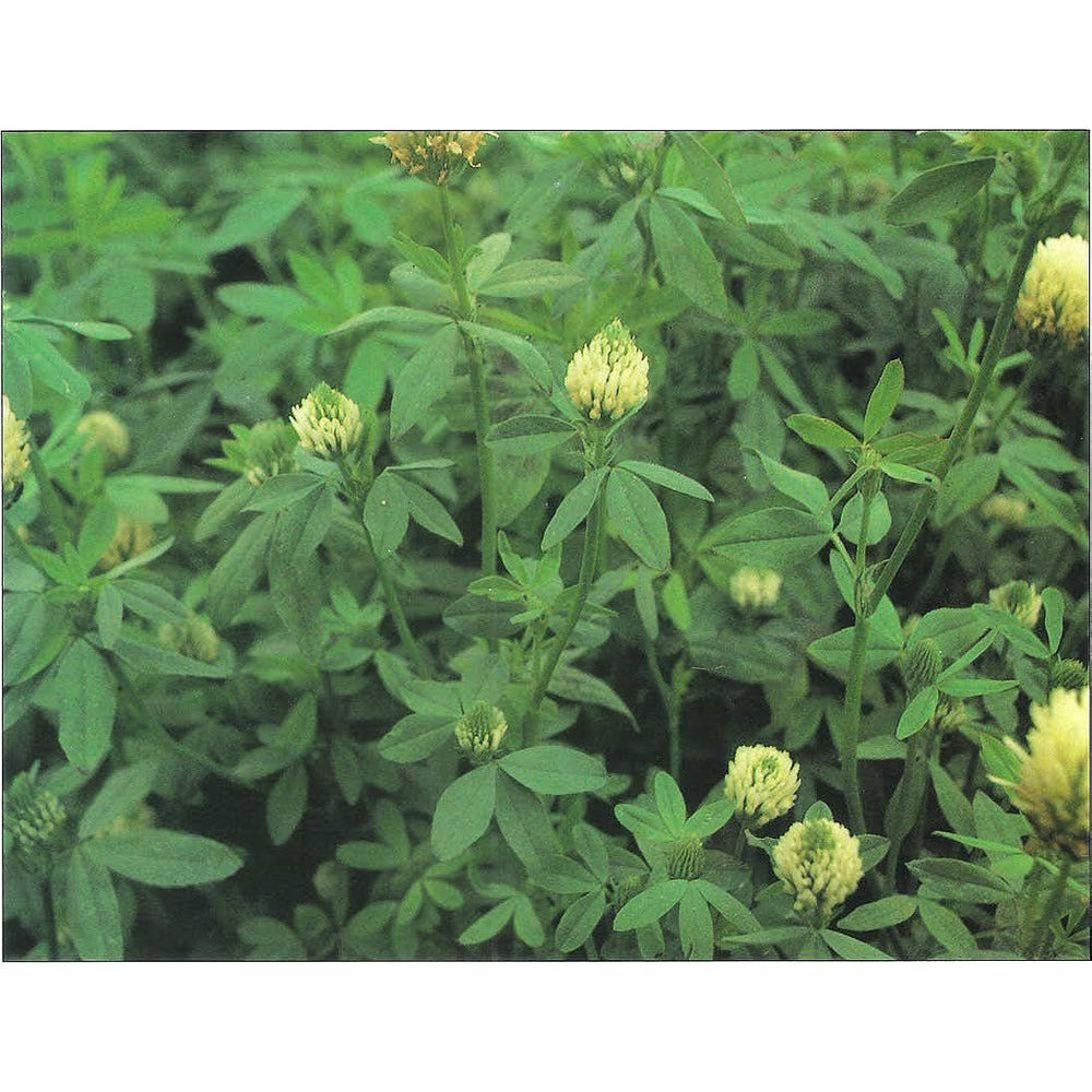 Clover Seed Catalog | Seed World