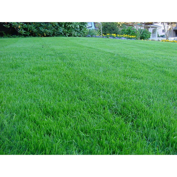 Kentucky Bluegrass Seed | Seed World