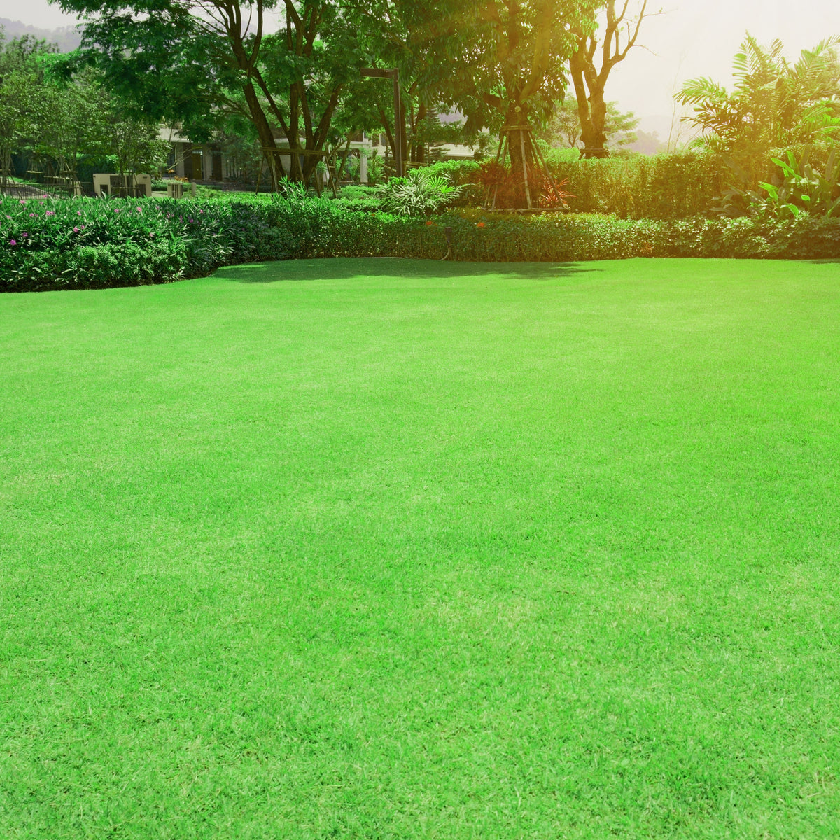 Bermuda Grass For Lawn | Seed World