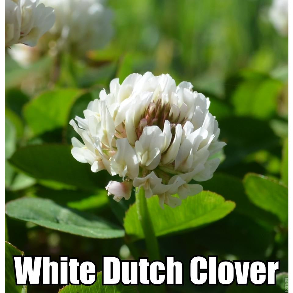 White Dutch Clover Seed: Nitro-Coated & Inoculated | Seed World
