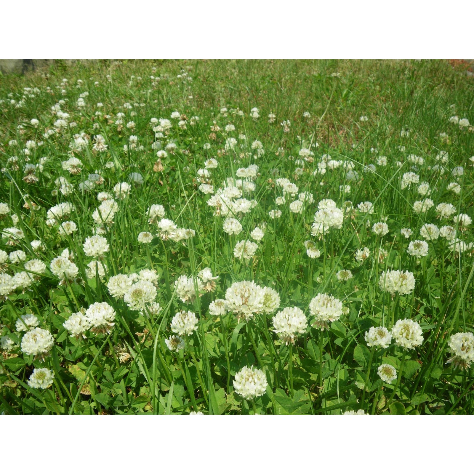 White Dutch Clover Seed: Nitro-Coated & Inoculated | Seed World