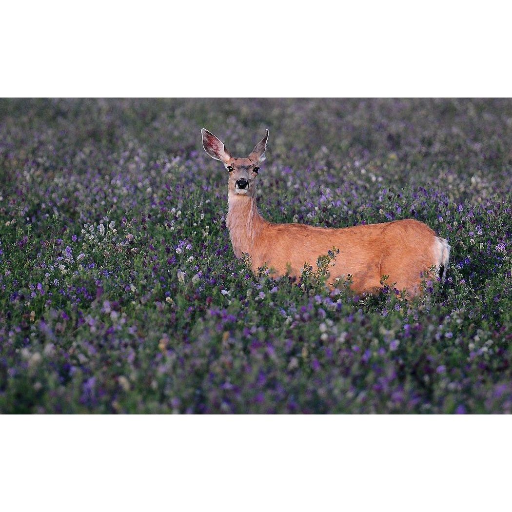 Wildlife Food Plot Seed | Seed World